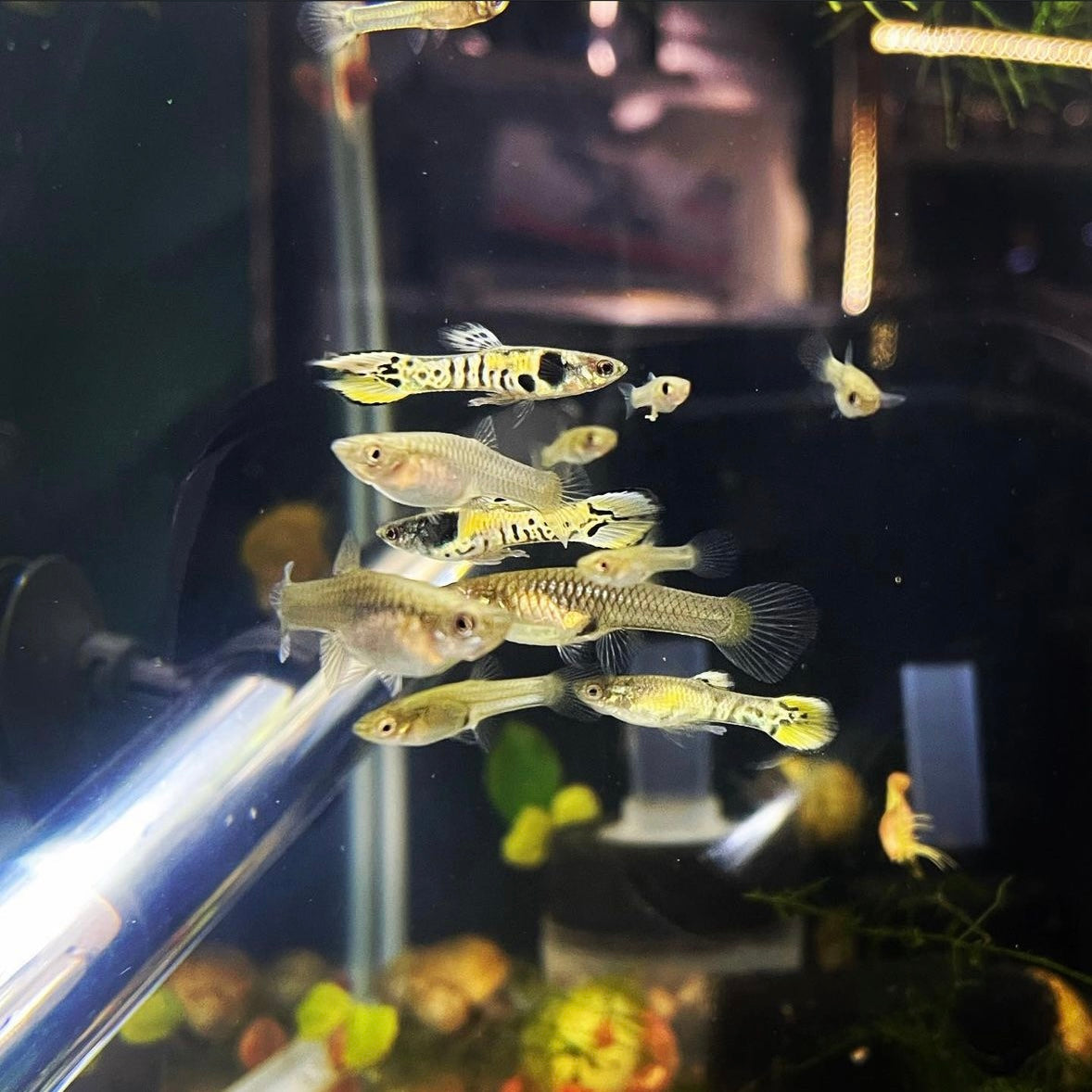 Rainbow Tiger Endler – Luchador Aquatics